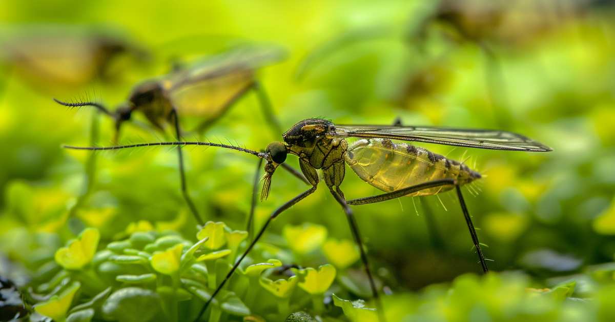 Monstera Fungus Gnats: A Root Danger Alert