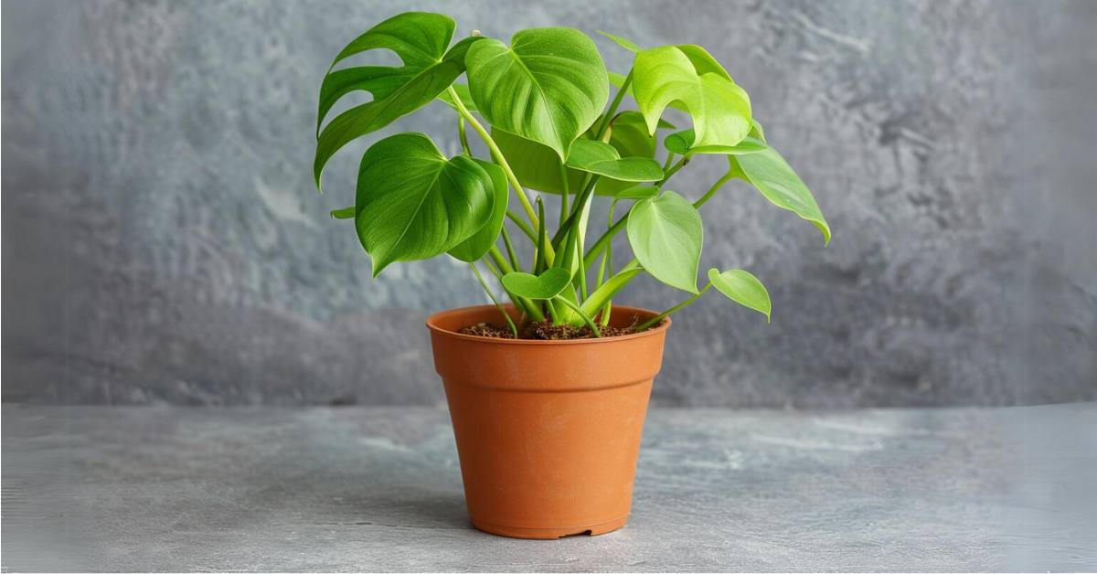 Monstera Growing Slowly: 7 Key Reasons And How To Speed Up Growth