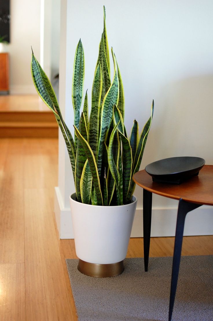 17 Best Houseplants For Small Apartments (That Actually Thrive!)