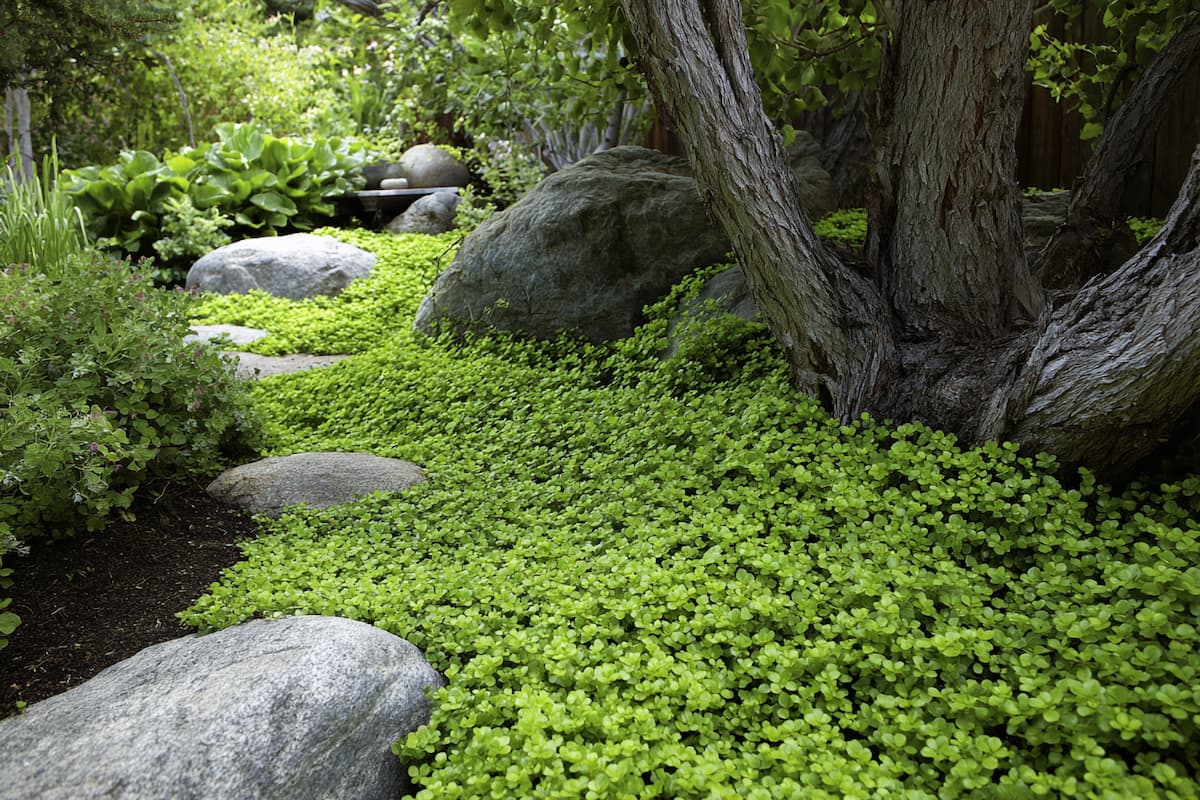13 Quick-Growing Ground Covers That Choke Out Weeds