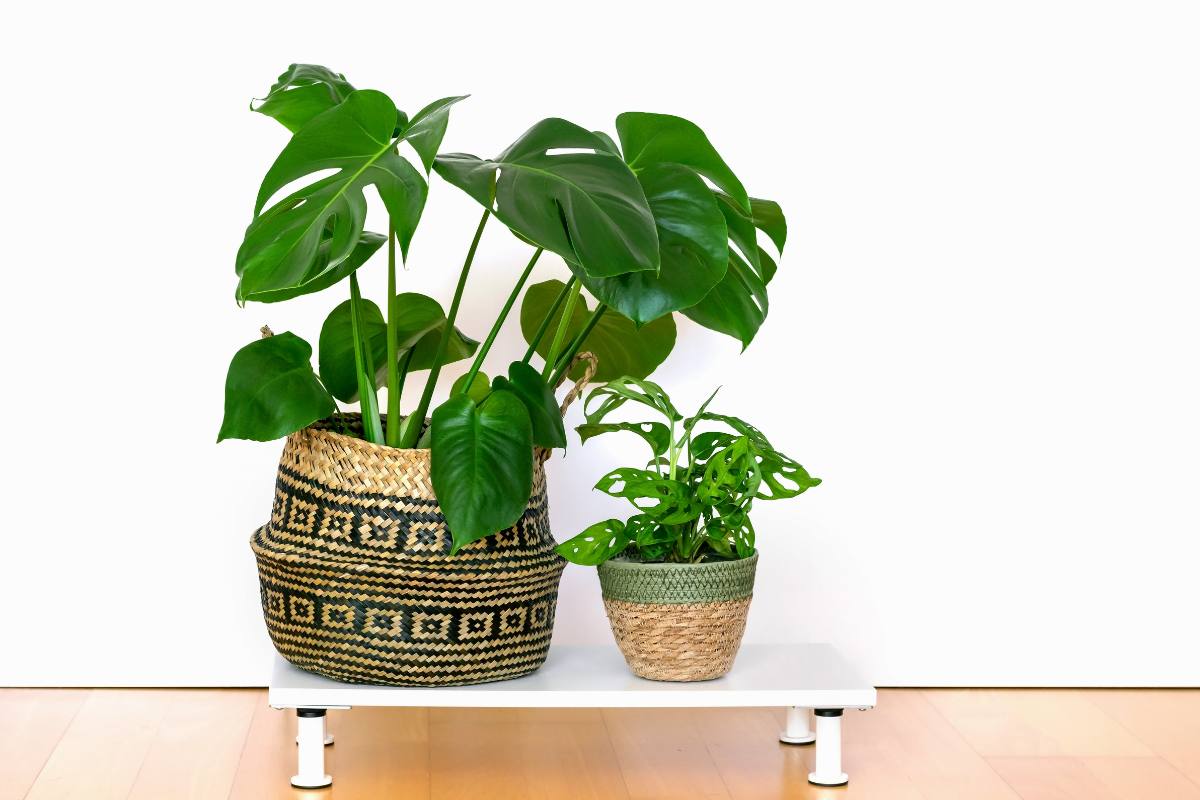 The Essential Nutrients For Monstera Growth